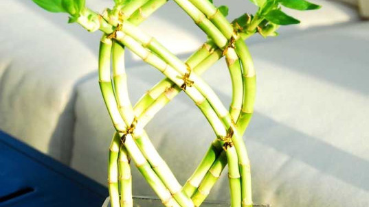 4 Tips Menanam dan Memelihara Bambu Hoki di Rumah, Katanya Bisa Bawa ...